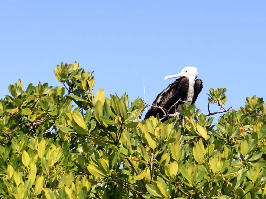 Visiting Isla Contoy from Isla Mujeres - The Best Tours 2024