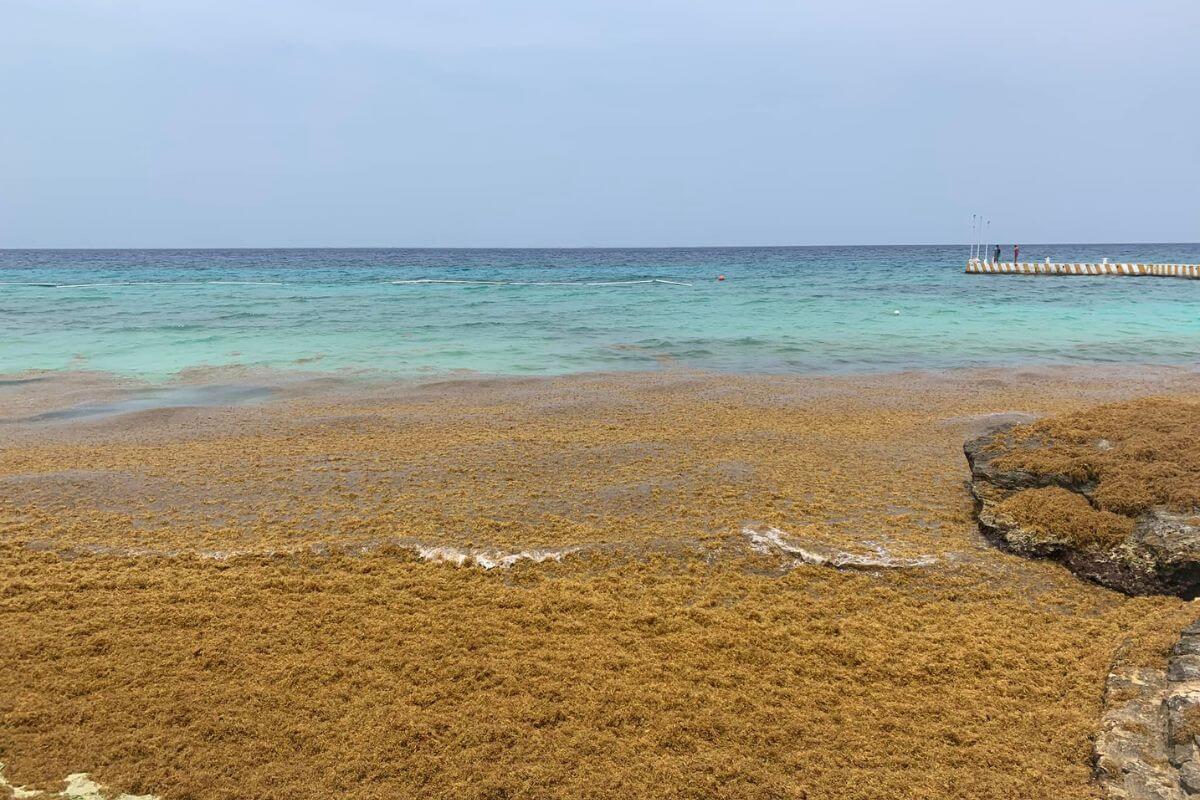Sargassum in Cozumel: What to Know Before You Go