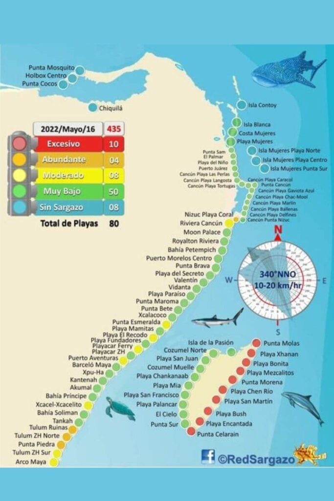 Sargassum in Cozumel: What to Know Before You Go