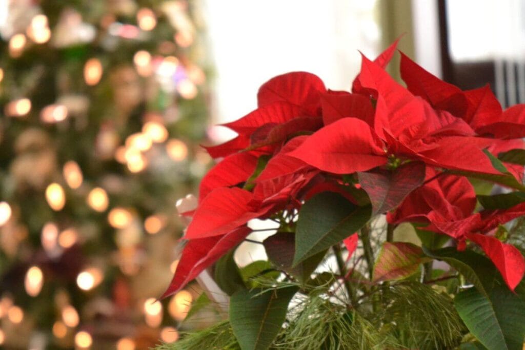 The Strange History of the Poinsettia