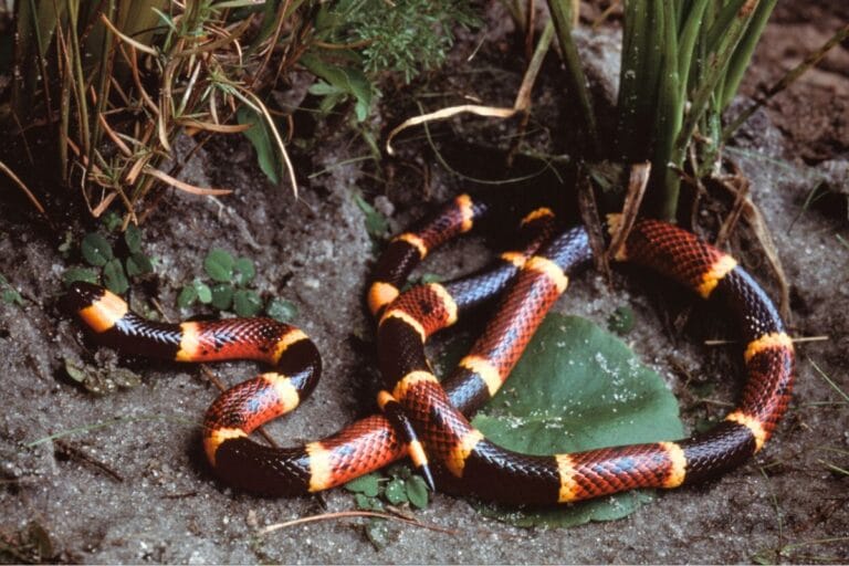 Snakes in the Yucatan: Fear, Folklore, and Ecological Importance