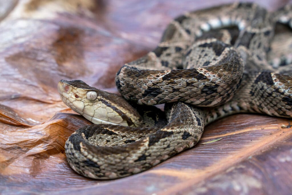 Snakes in the Yucatan: Fear, Folklore, and Ecological Importance